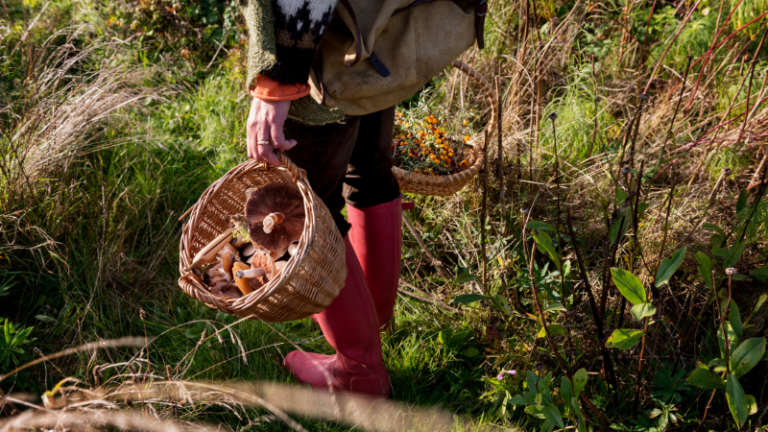 Autumn Foraging Walk - The Small Farm Training Group